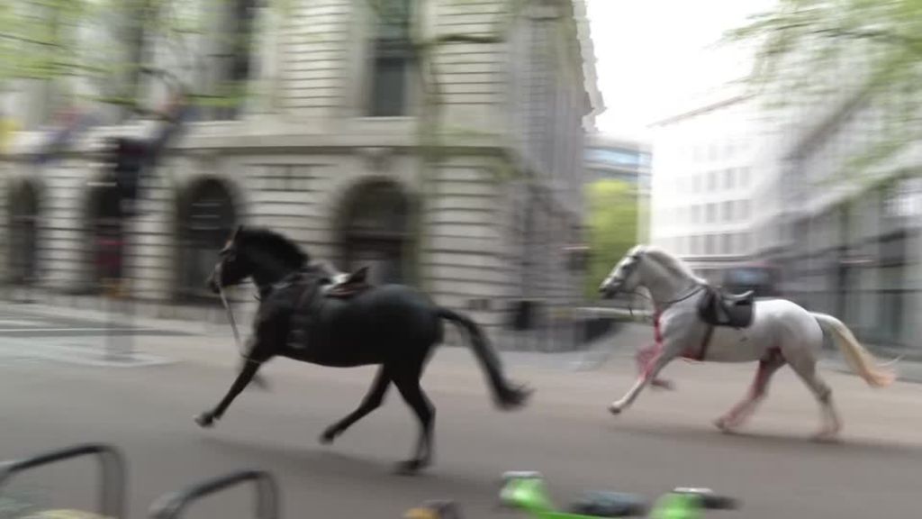Cavalry horses run amok in central London - ABC News