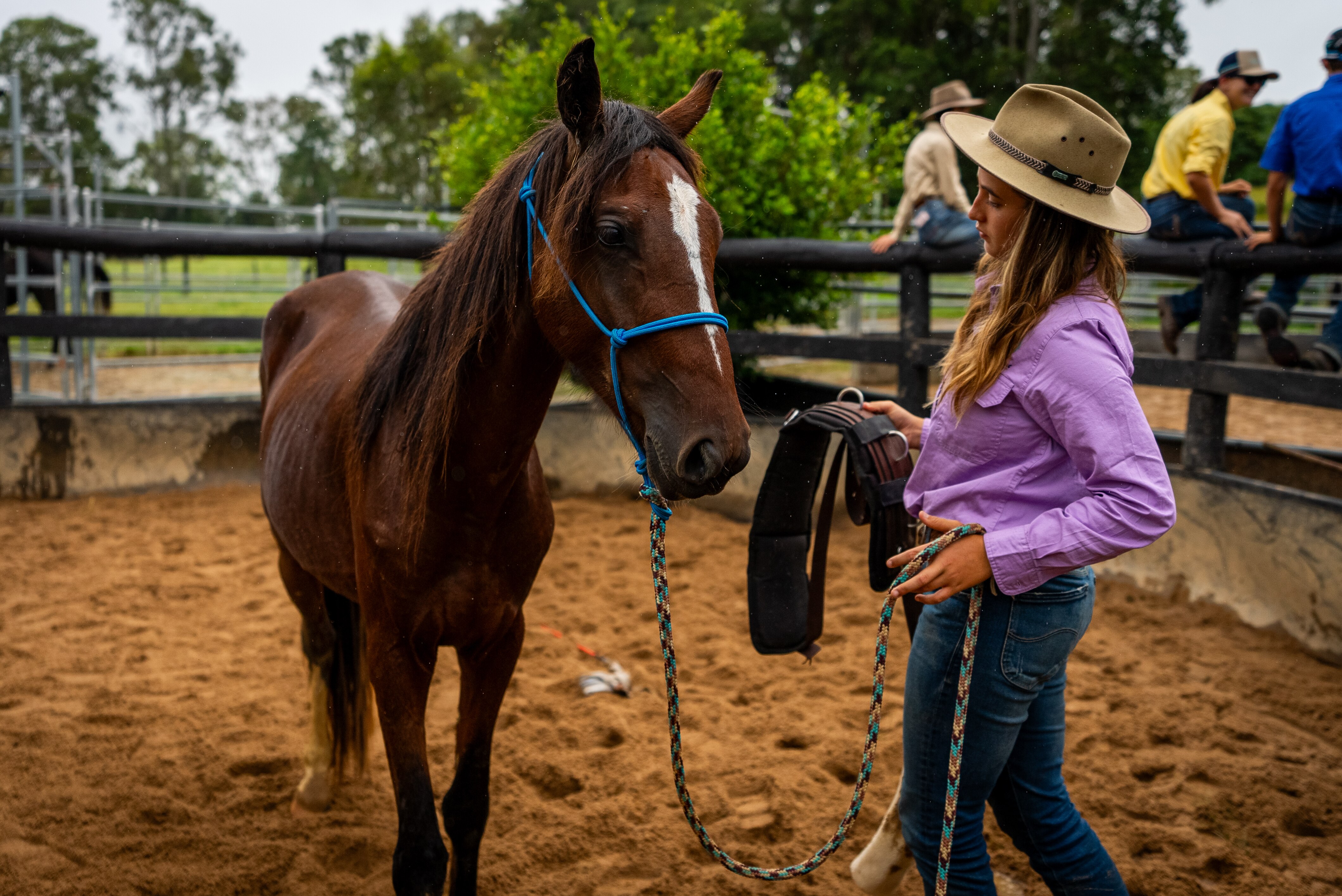 Rehoming wild horses won't solve the brumby problem, but it transforms ...