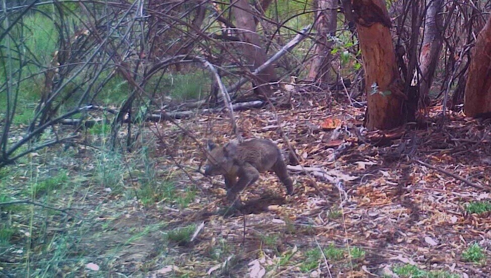 Koala makes new home in recovered bush land after weed infestation ...