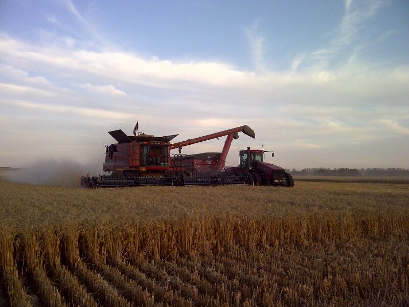 Stellar season sets up bumper Canadian grain harvest - ABC News