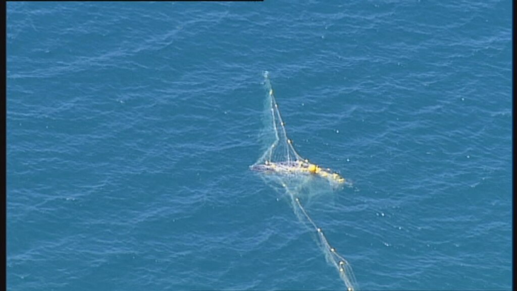 Juvenile humpback whale trapped in shark net off Rainbow Beach cut free ...