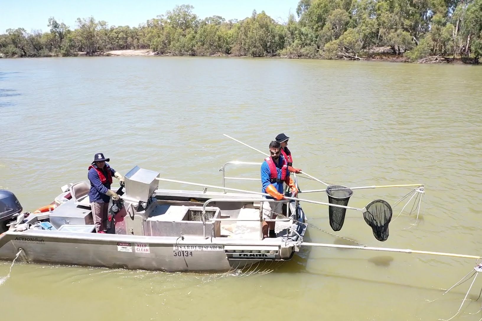 Electrofishing sees researchers sending currents into the Murray River ...