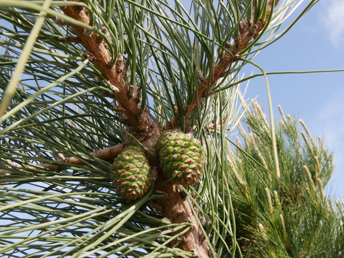 Mount Gambier site key in selective breeding program for pine tree ...