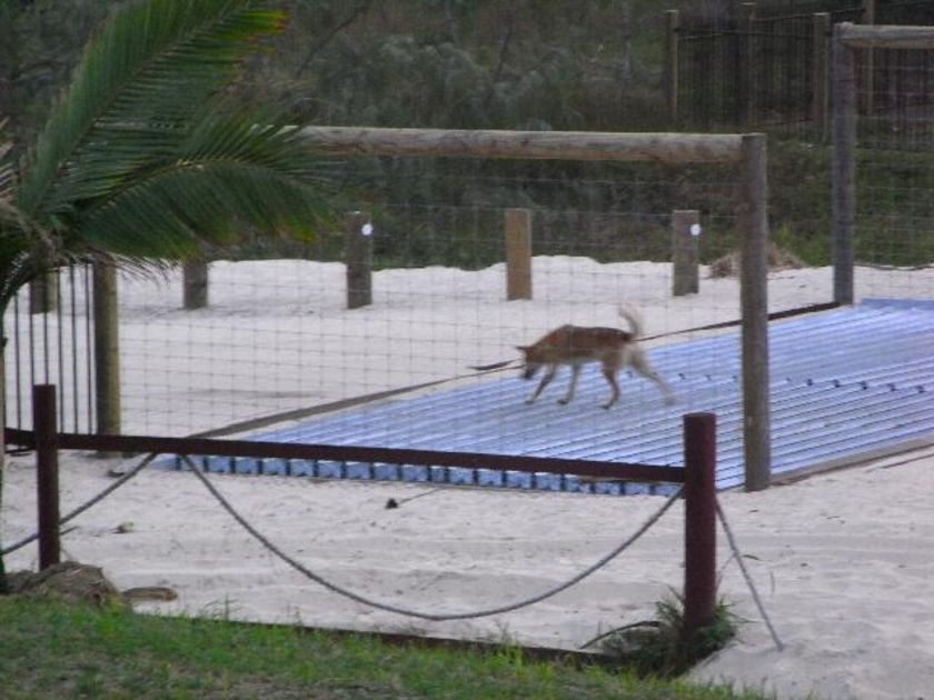 Fraser Is dingo fences 'an absolute joke' - ABC News