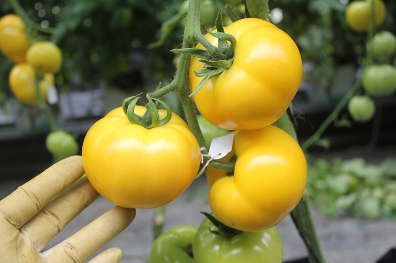 Sally Wise gifts Ryk her family tomato relish recipe for the tomato ...