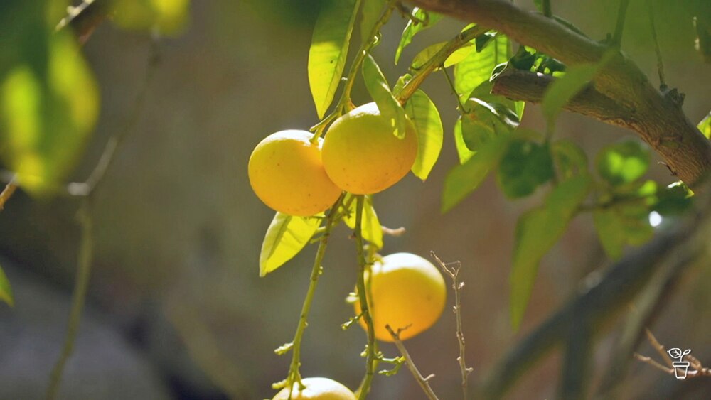 Top Tip: Citrus Success - Gardening Australia