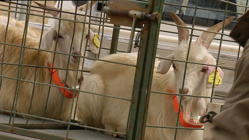 Betrayal the key to feral goats fight - ABC News