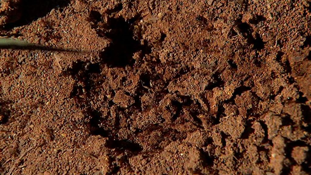 Fire ants spread across the QLD NSW border - ABC News