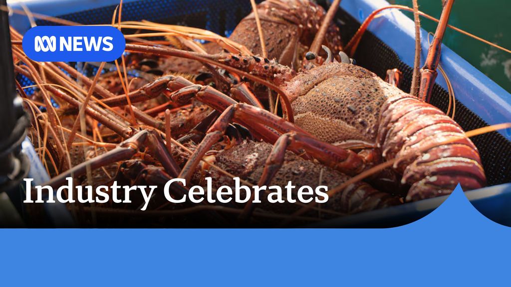 Australian rock lobster industry celebrates China's decision - ABC News