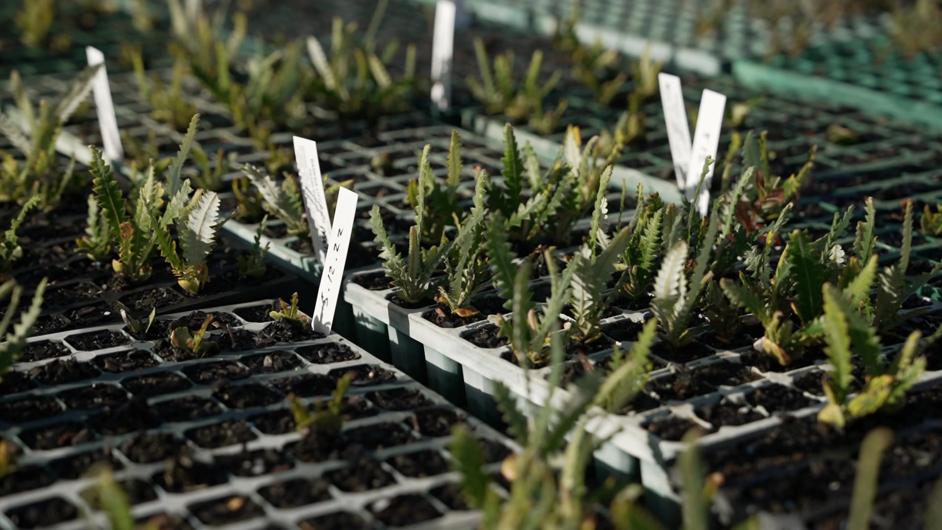 Calls for the protection, valuing and recognition of First Nations ...