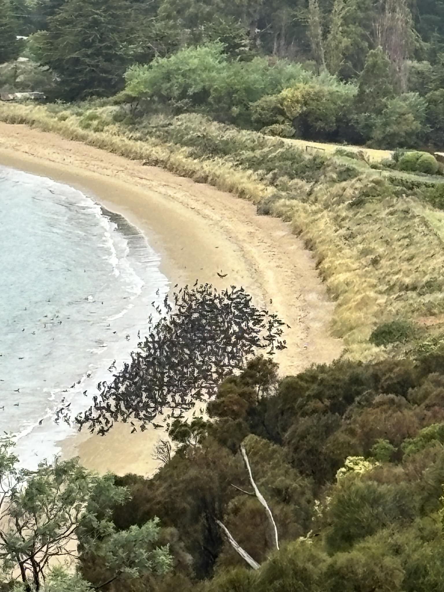 What makes a gulp of cormorants flock to a single beach? - ABC listen