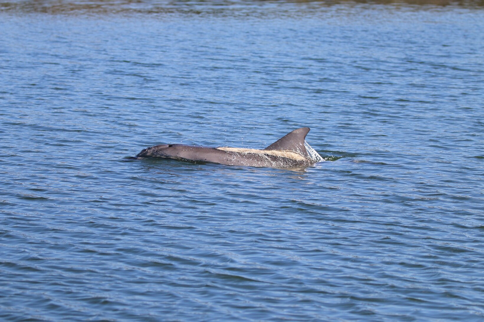 Speculation Port dolphin Zoom struck by boat, but researcher says it's ...