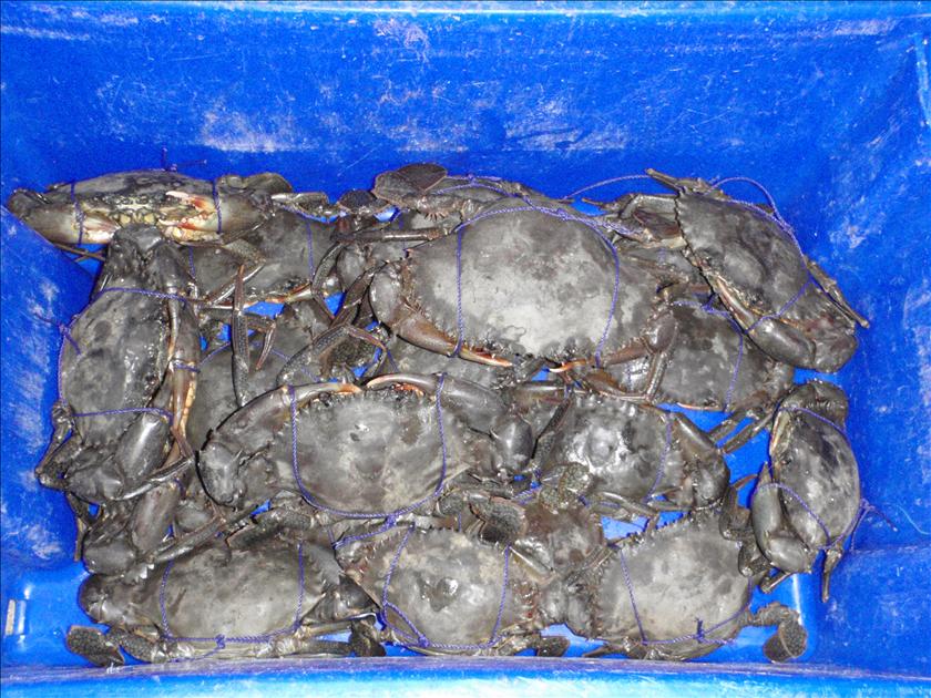 DNA tests nab mud crab poacher - ABC News