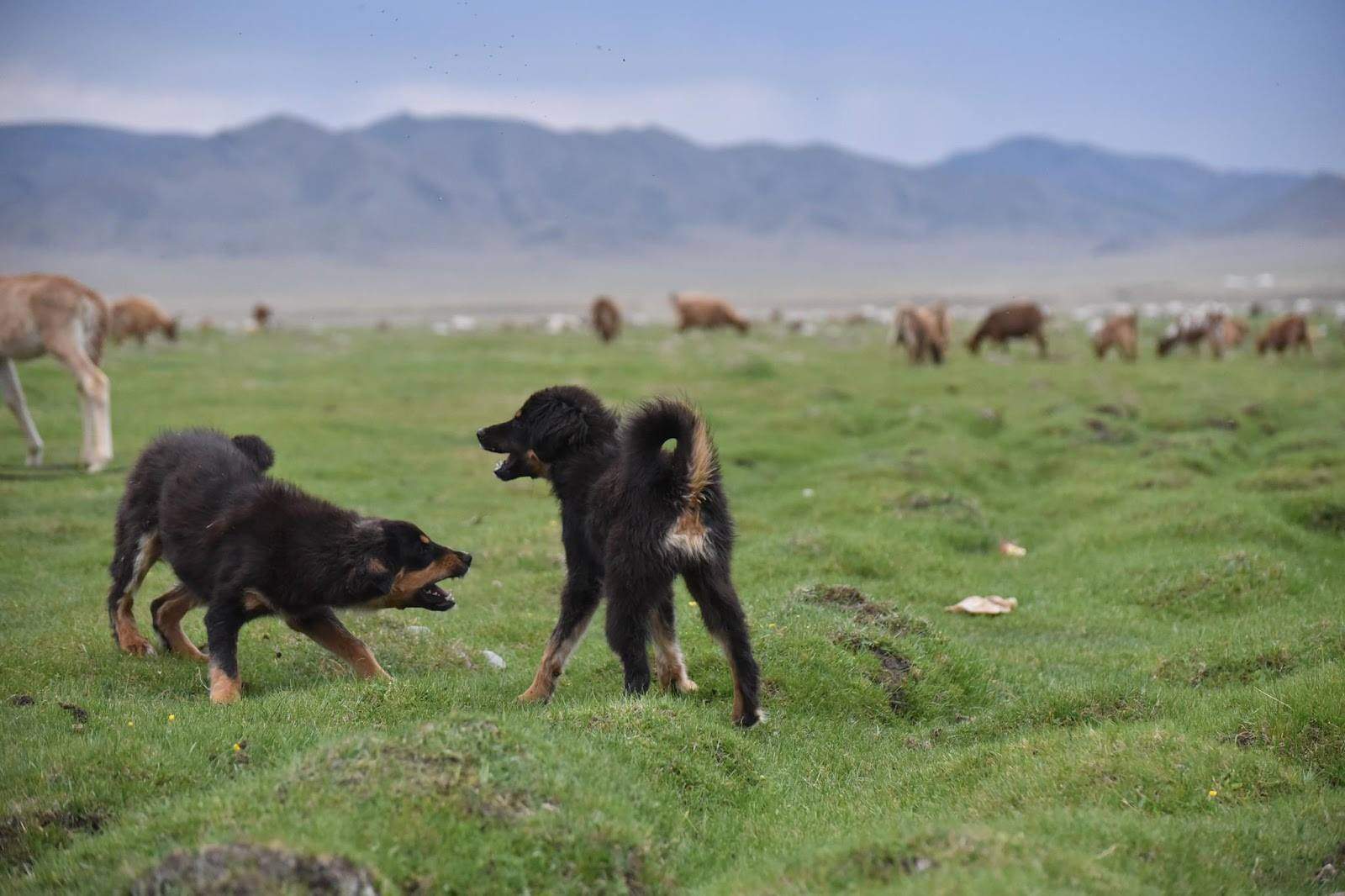 How two young Americans ended up breeding a Mongolian dog to save snow ...