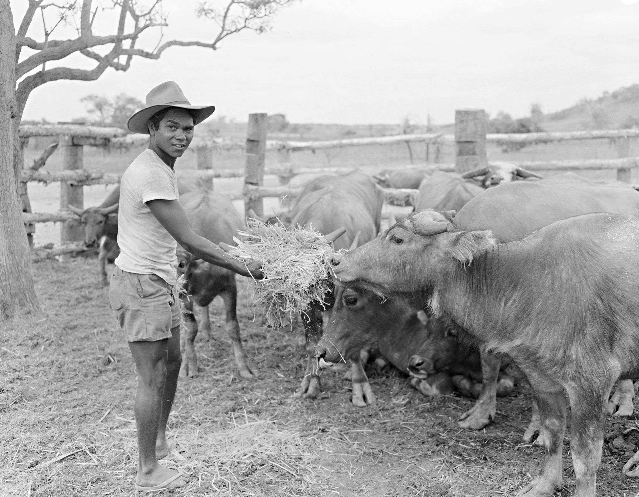 Tributes flow for 'superb bushman' Peter Pangquee, who was instrumental ...