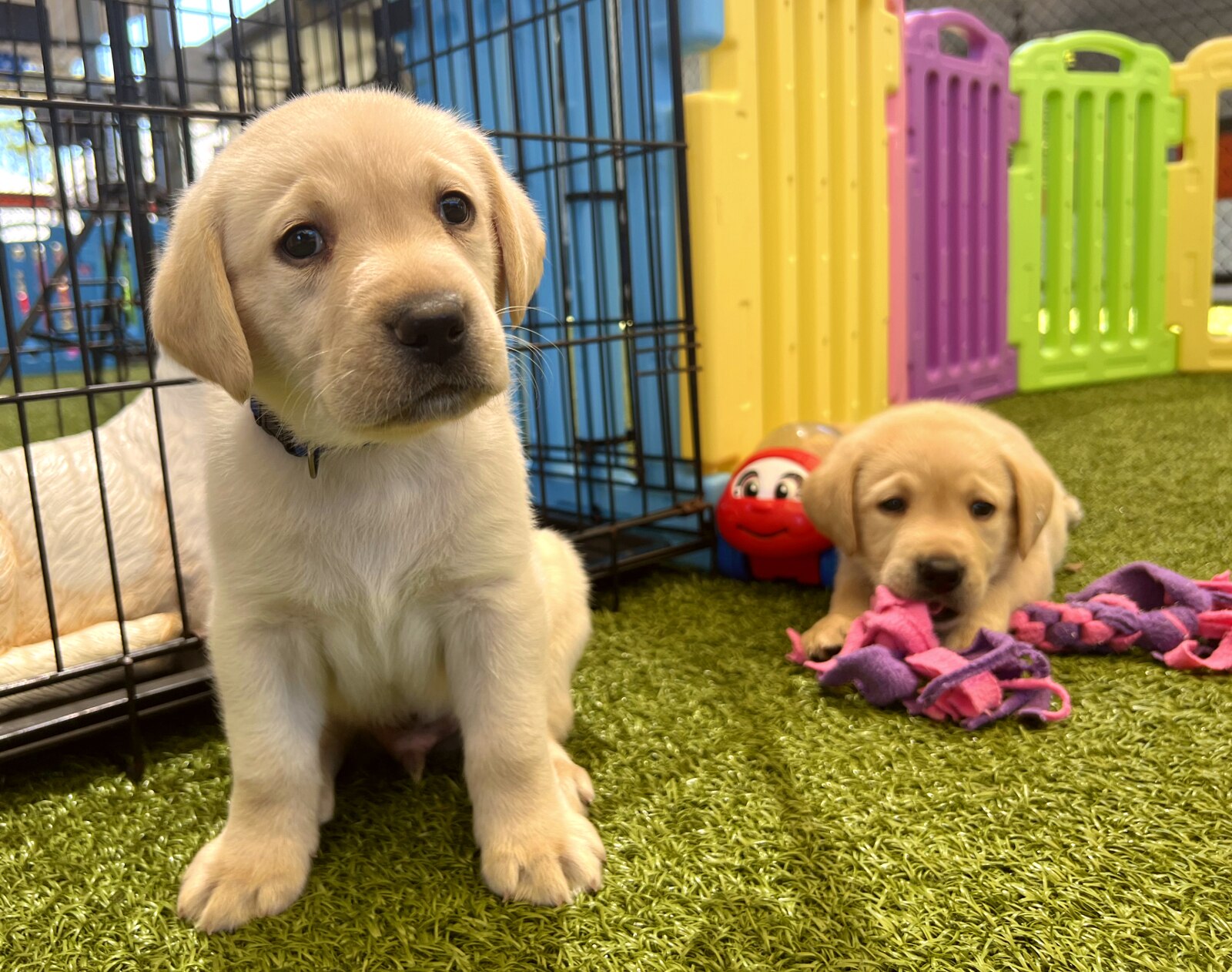 Robotic guide dog created to improve choice and accessibility for ...