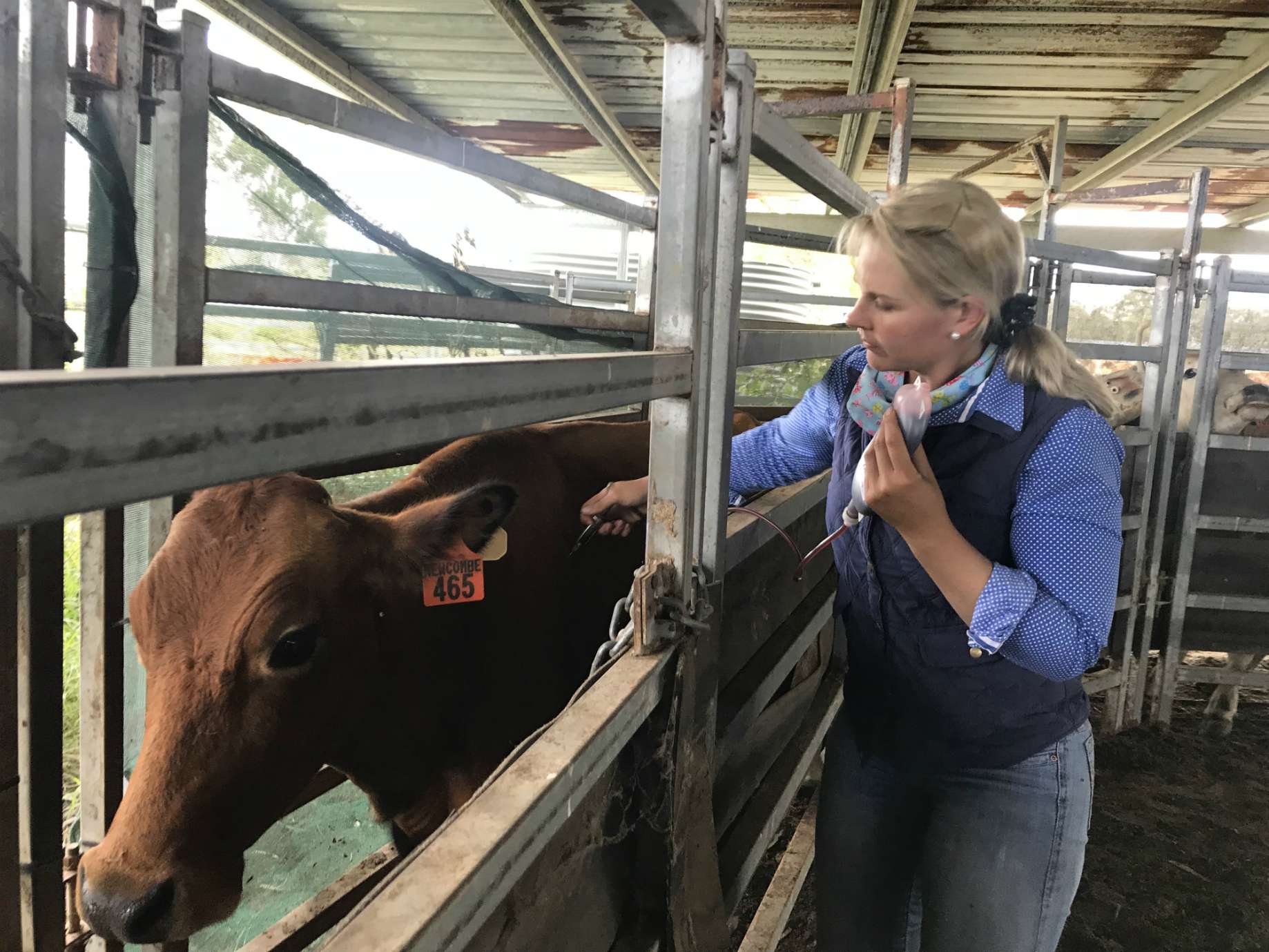 Cattle breeders use embryo transfer, surrogate cows to produce up to ...