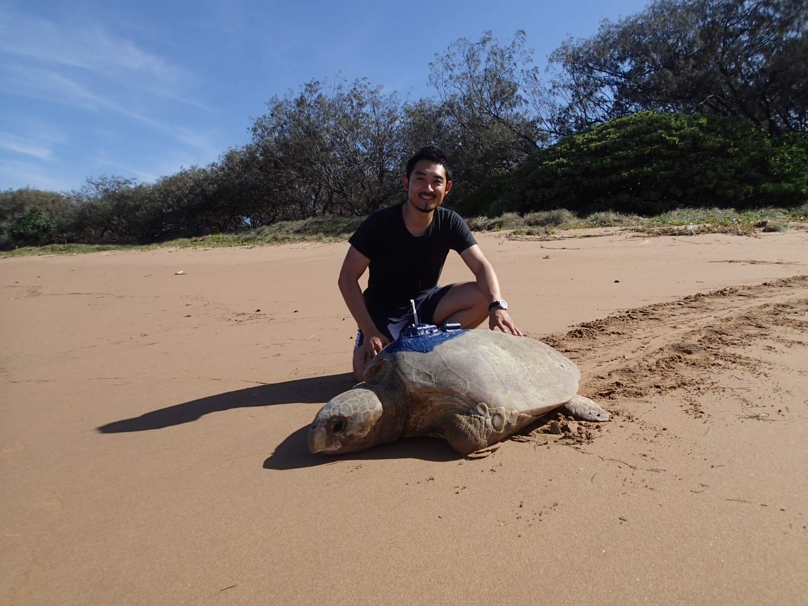 Turtle tracking results must lead to new thinking on habitat management ...