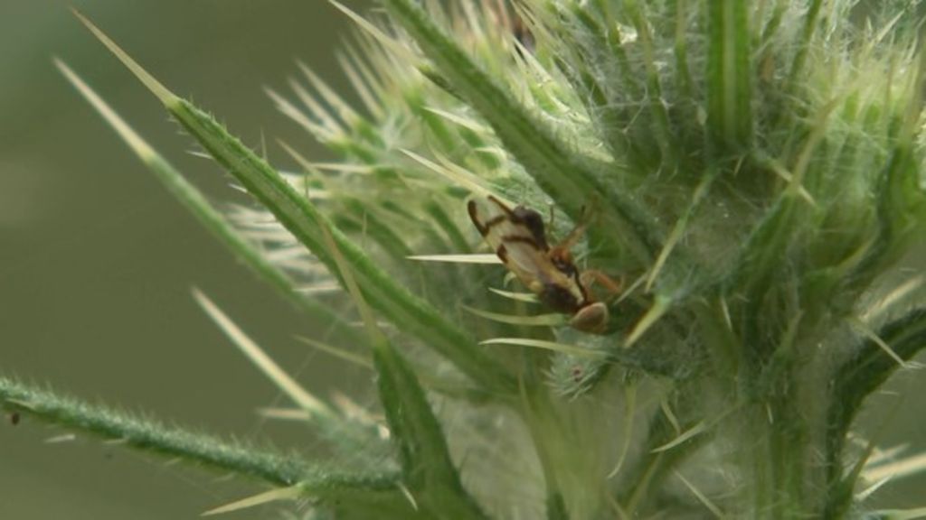 Hidden World: Macadamia growers controlling pests with insects - ABC News