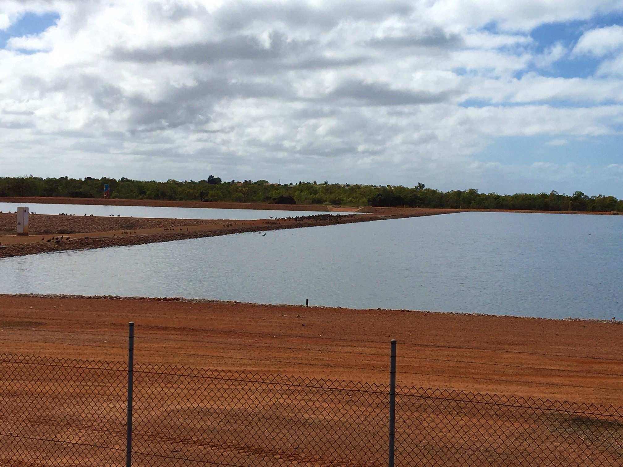 Birds adore the wastewater ponds - ABC listen