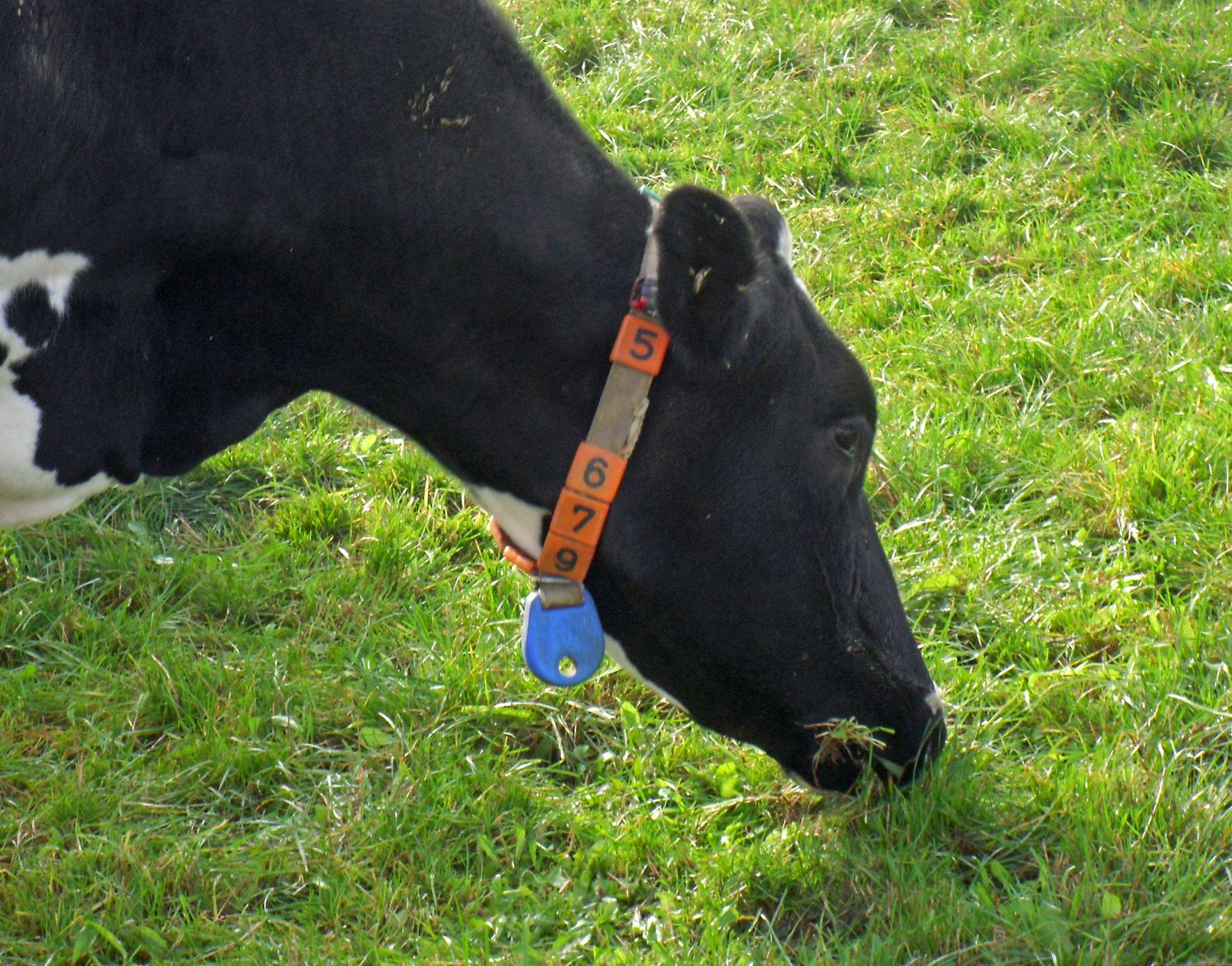 Tailor-made meals for dairy cows maximises milk production - ABC listen