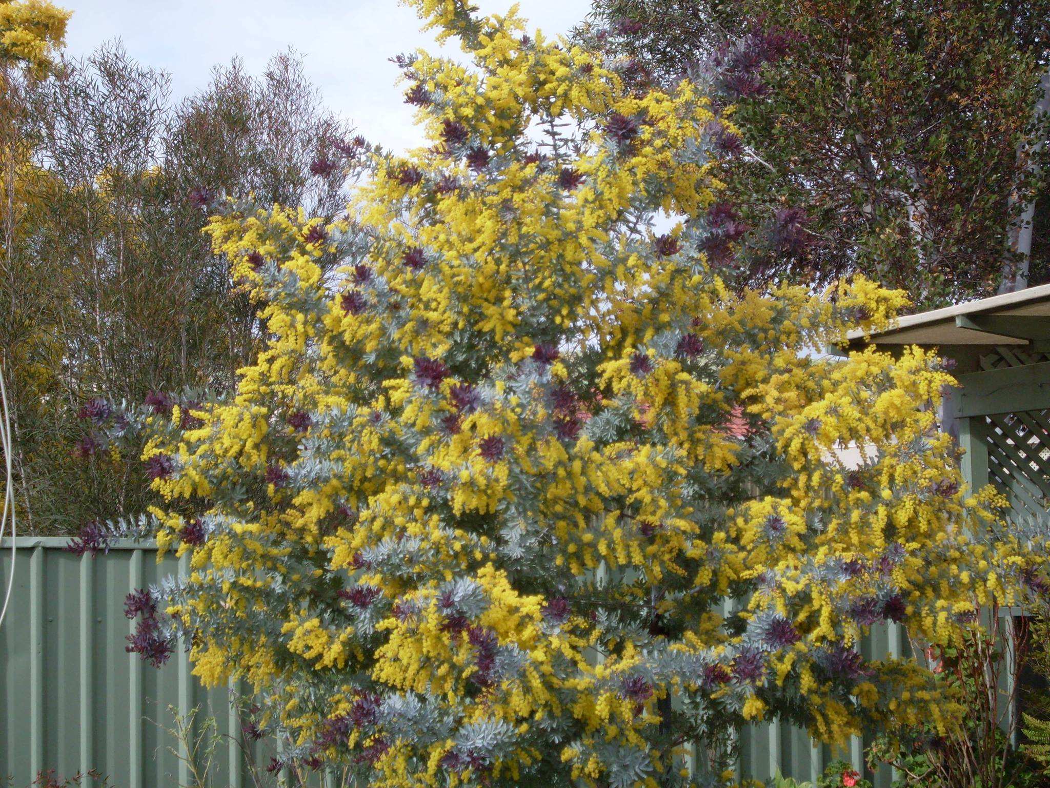 National Tree Day: A selection of some of Australia's favourite trees ...