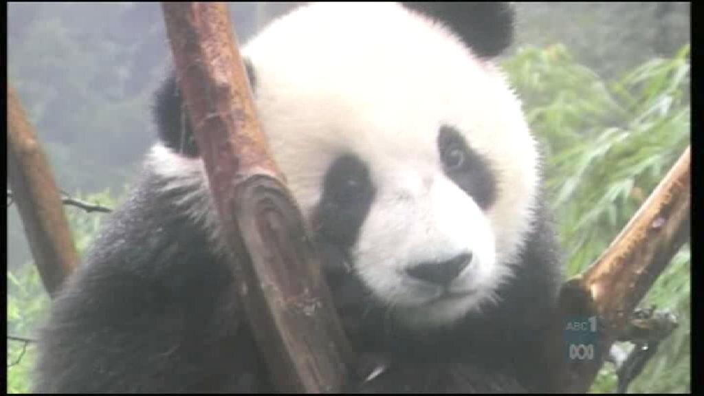 Pandas arrival date confirmed - ABC News