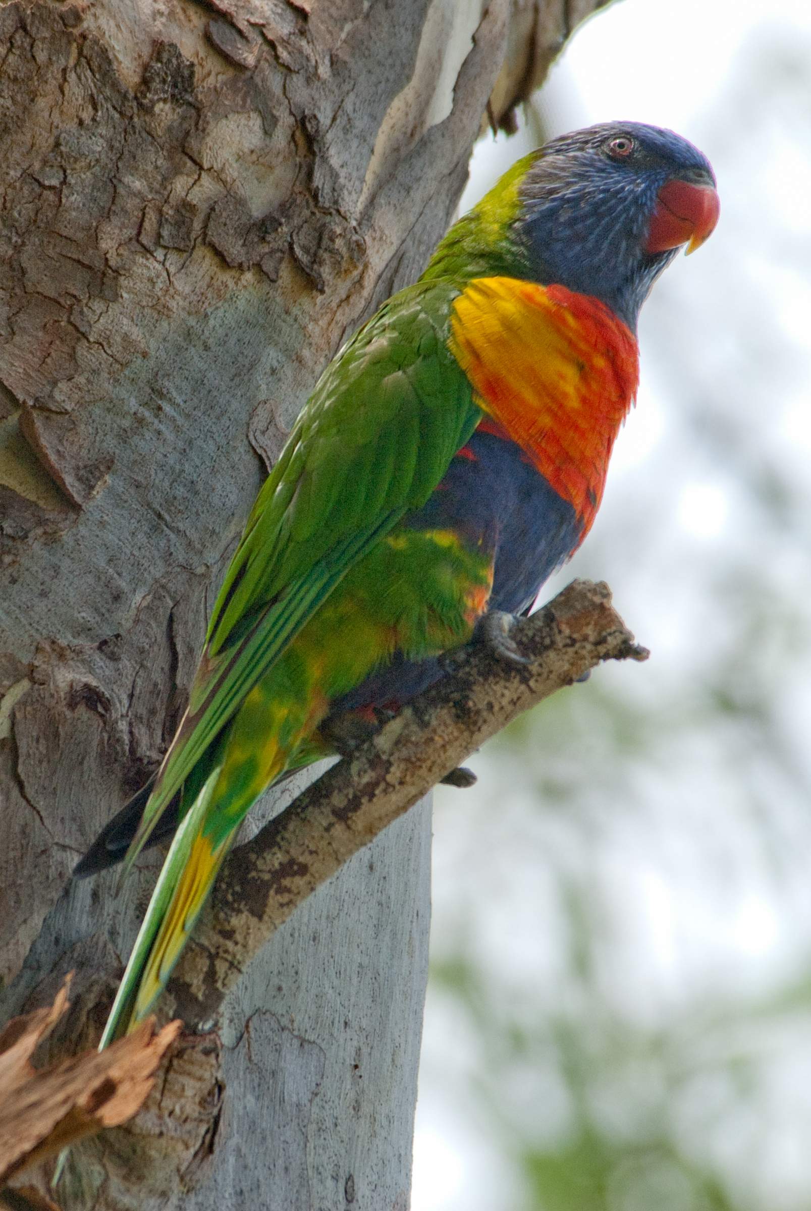 Why termites can be a good thing for green thumbs and bird lovers - ABC ...