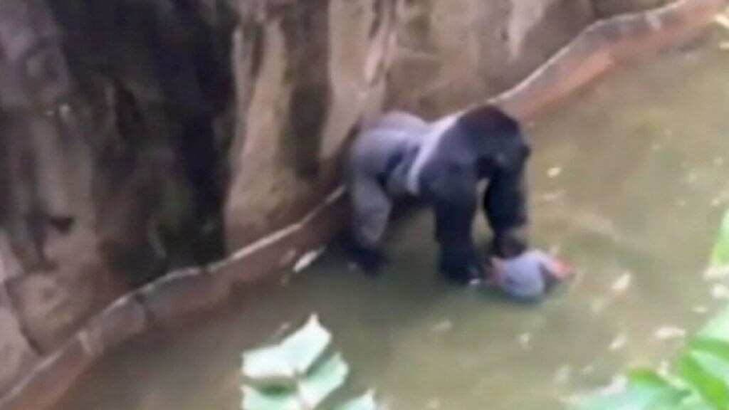 Harambe the gorilla: Parents of 3yo involved in Cincinnati zoo shooting ...