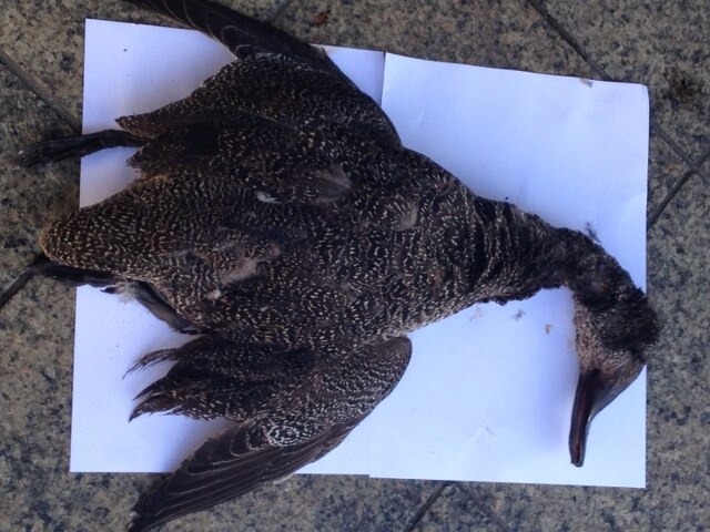 Police investigate mass slaughter of protected birds - ABC News