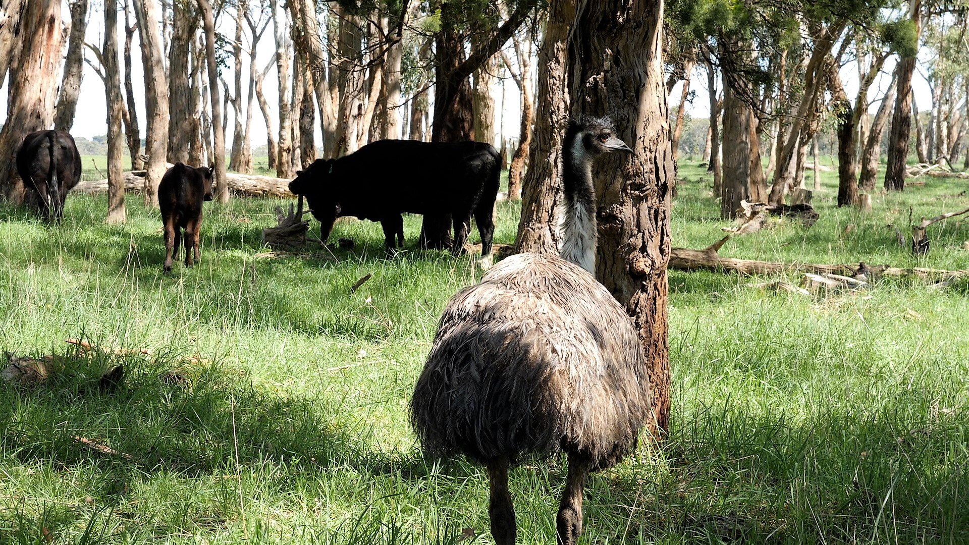 Guardian emus eat locusts, kill foxes on Portland raspberry farm — and ...