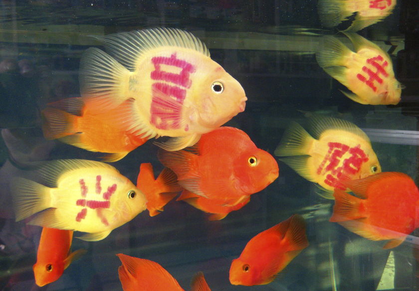 Tattooed lucky fish on sale in China - ABC News