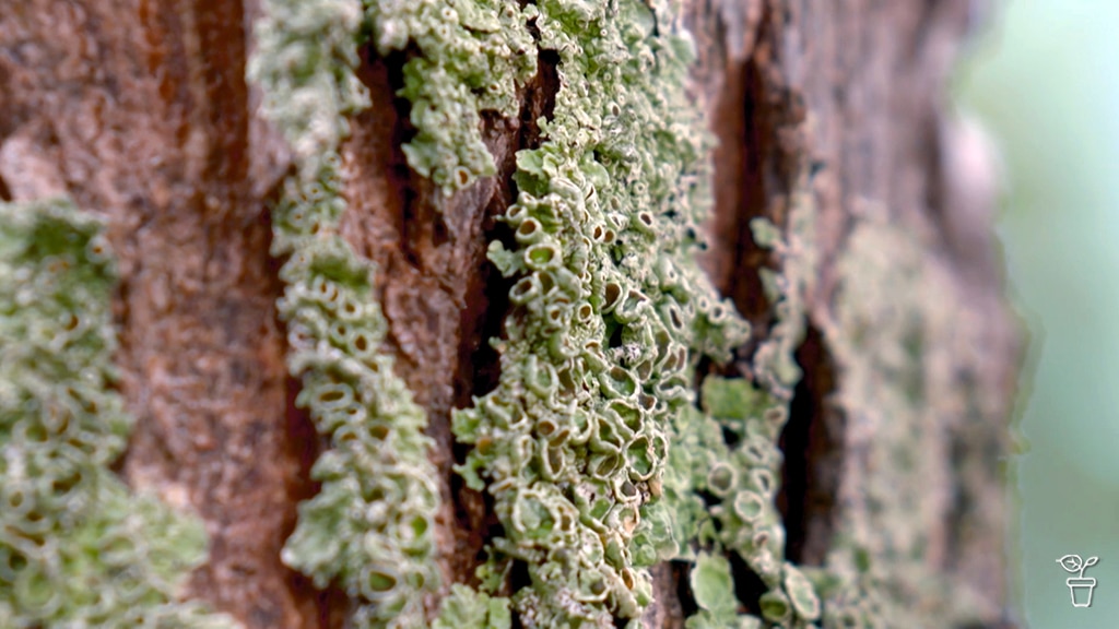 FAQs - Leaf curl | Lichen | Staking tomato plants - Gardening Australia