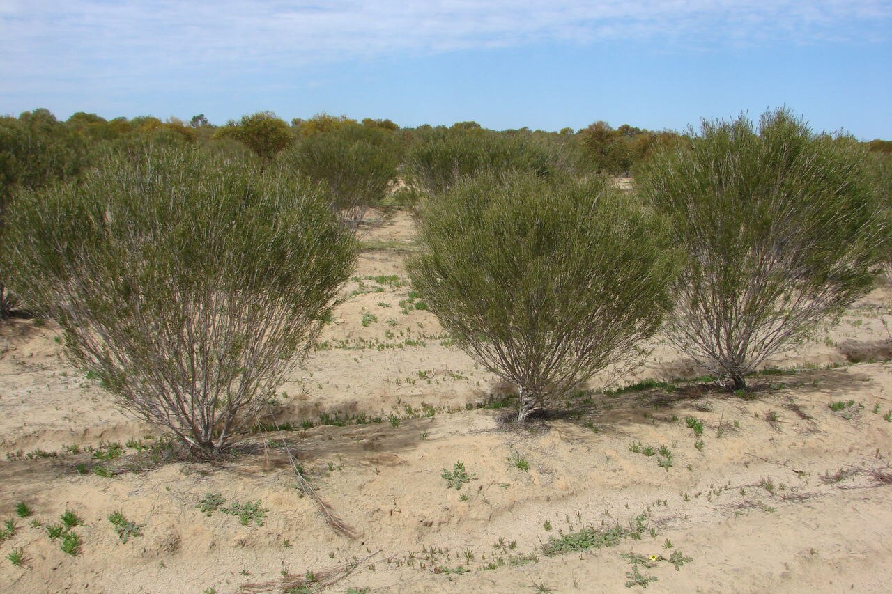 Broombush sweeps through mid-west - ABC News