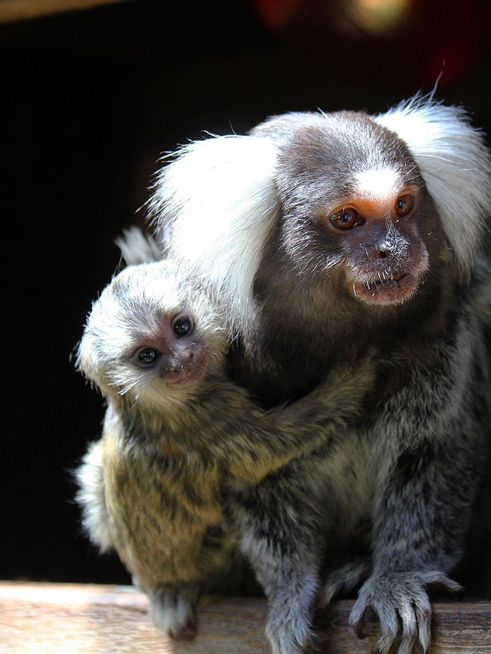 One monkey think, another monkey do: hope for paralysis cure - ABC listen