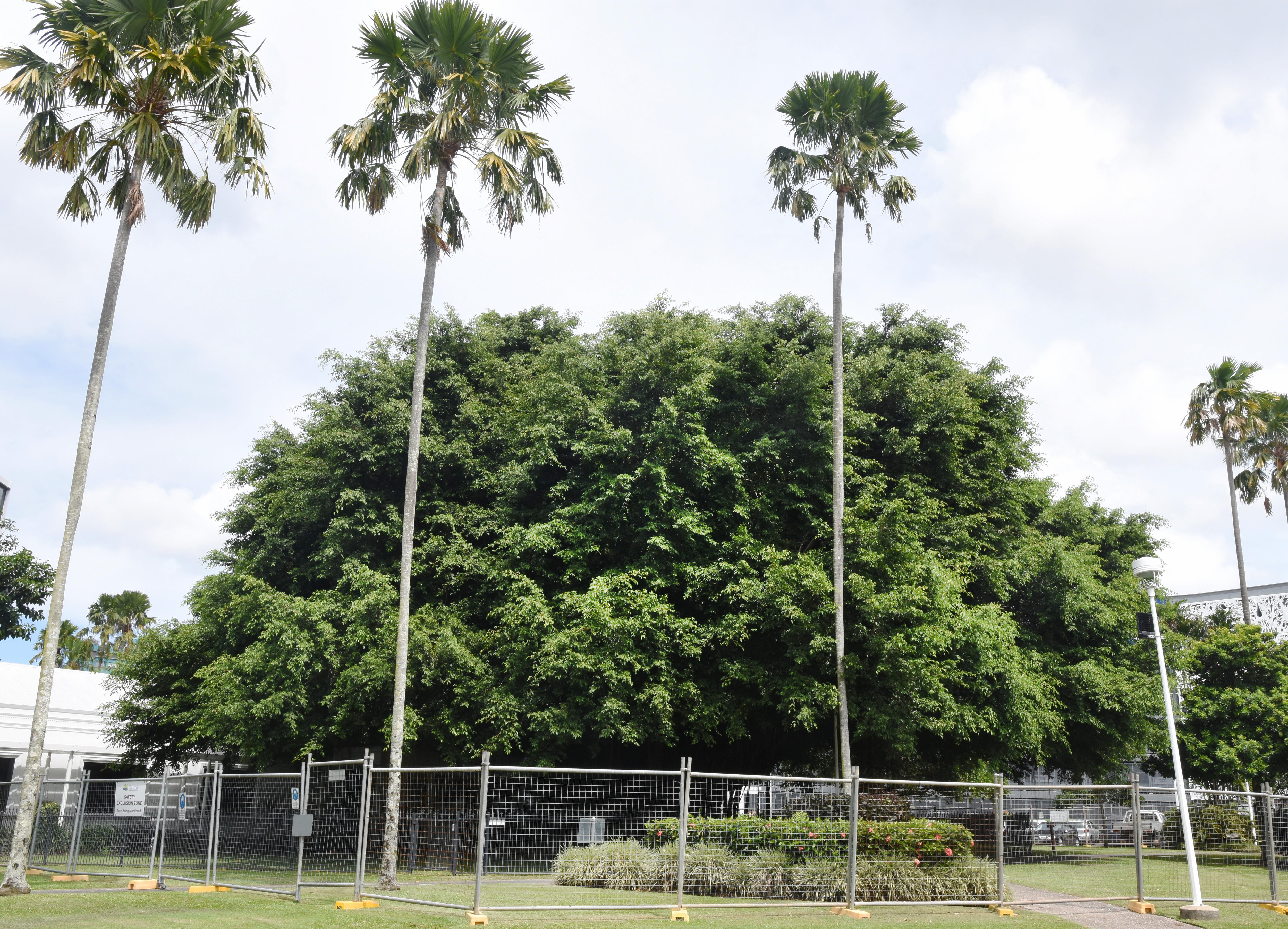 Moving on flying fox colony gives grand-old fig tree new lease of life ...