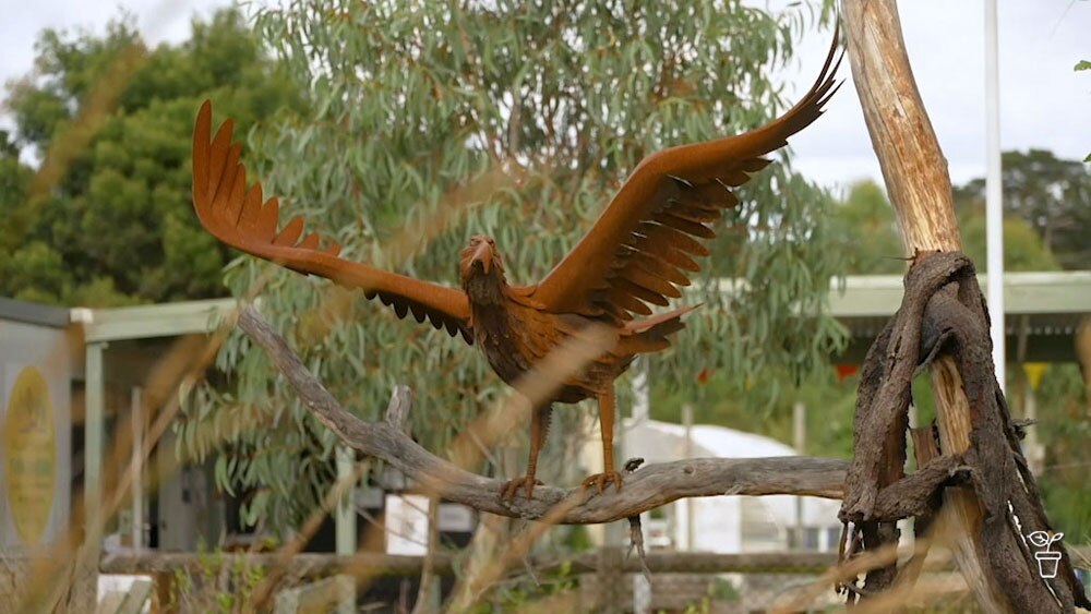 Plant Profile: Snowball Tree - Gardening Australia