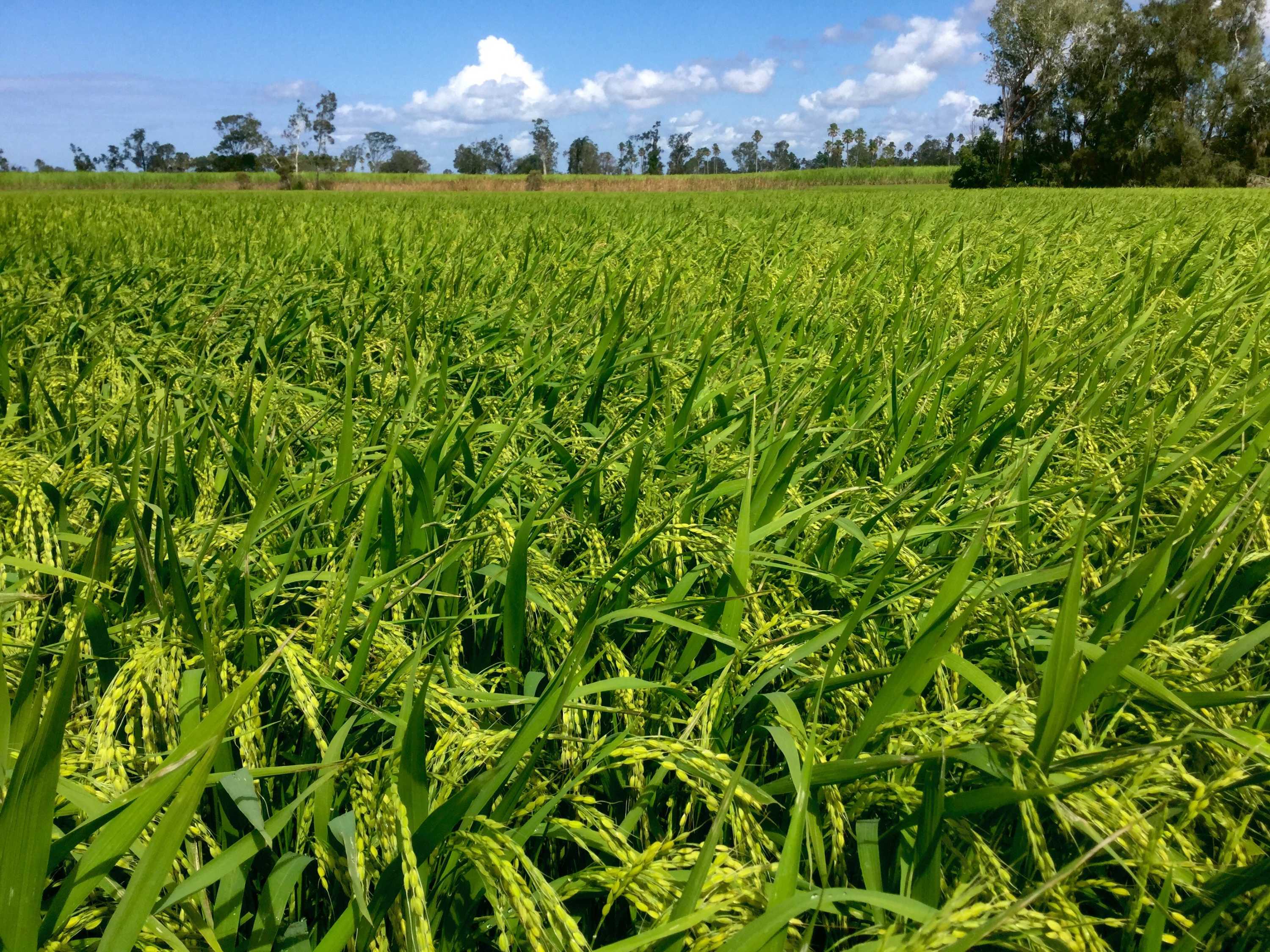 Tensions simmer over rice monopoly as government extends SunRice's ...