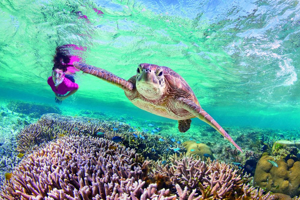 The spawning of reef conservation - ABC listen