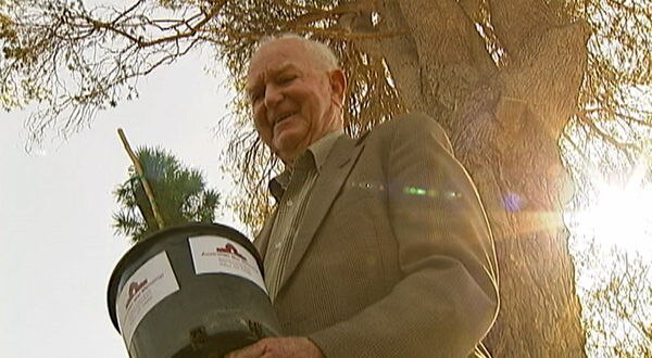 WWI pine notches up 75 rings - ABC News