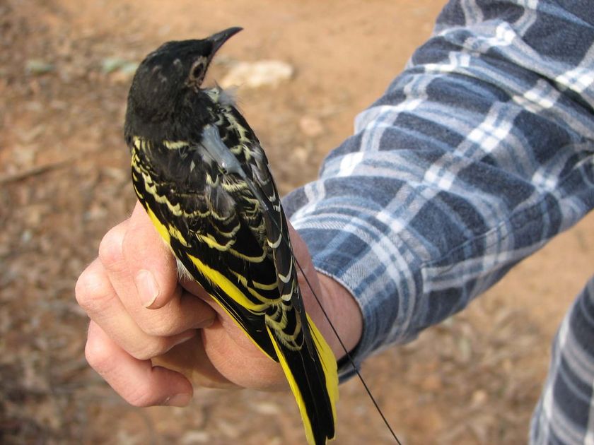 Hunter bird club calls for swift action - ABC News