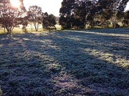 South Australian grain growers are looking at losing some of their ...