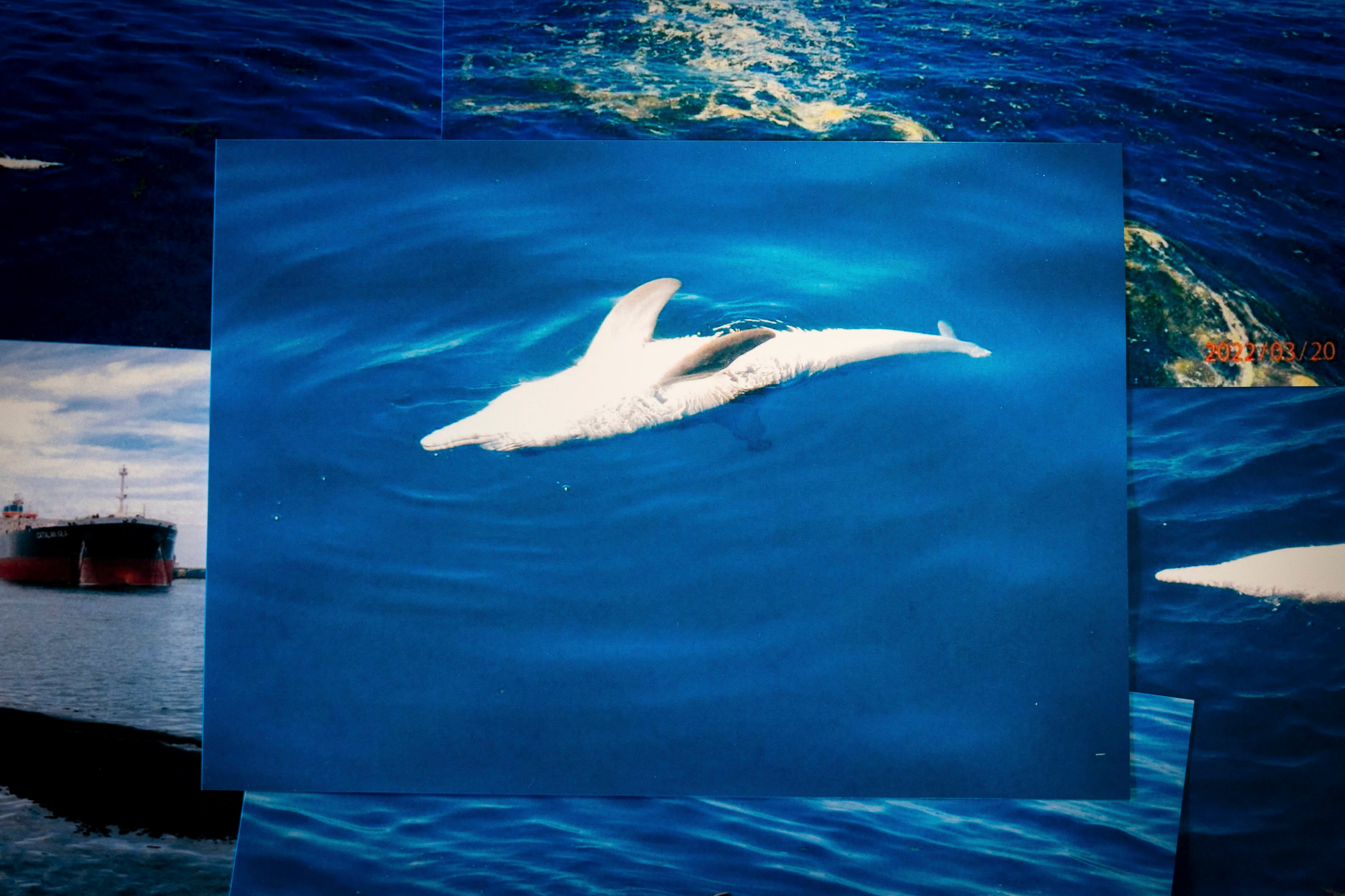 The Santos worker who blew the whistle about dead dolphins and an oil ...