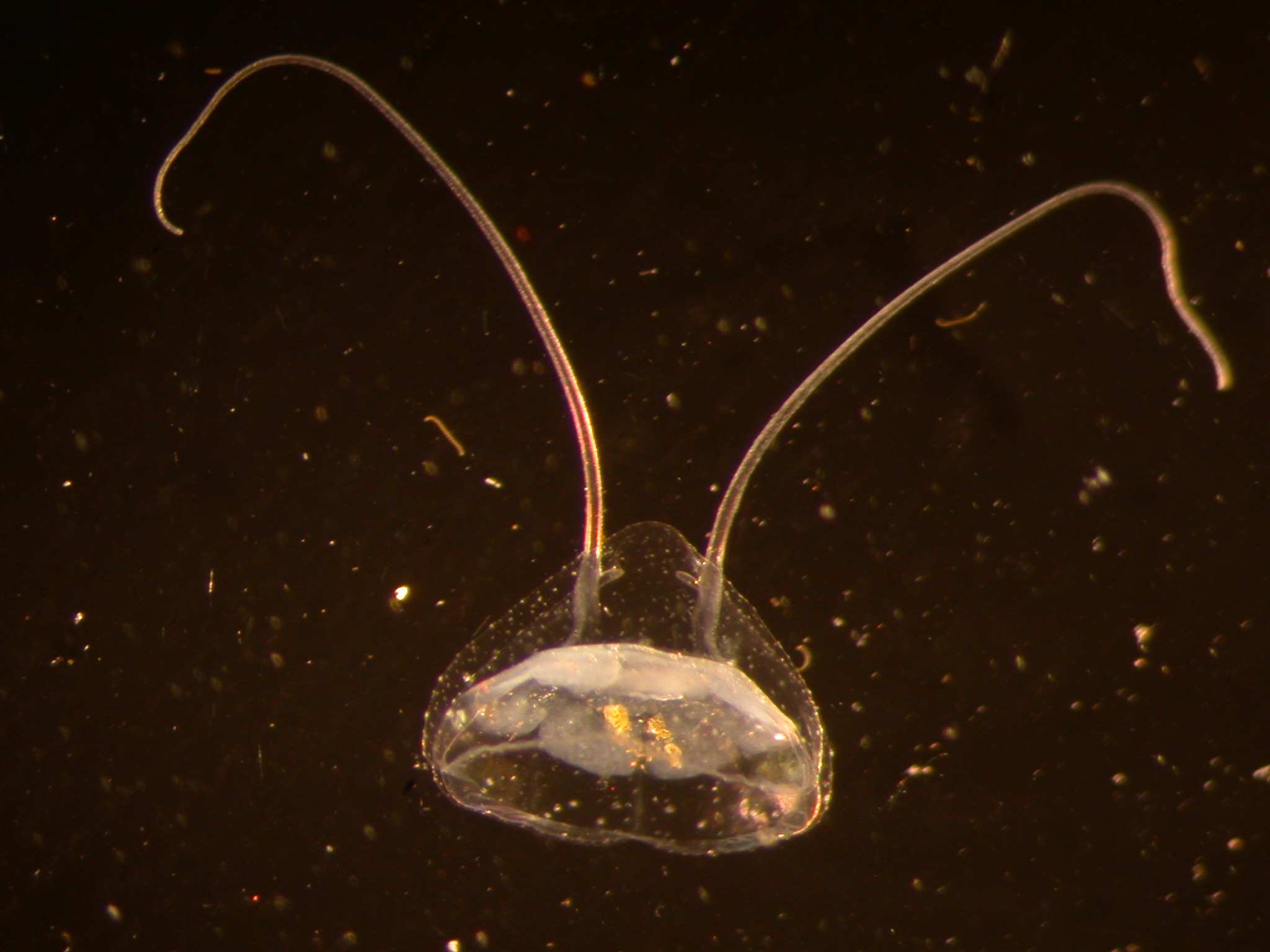 Fishing for micro-jellies on Hobart's docks with one of the world's ...