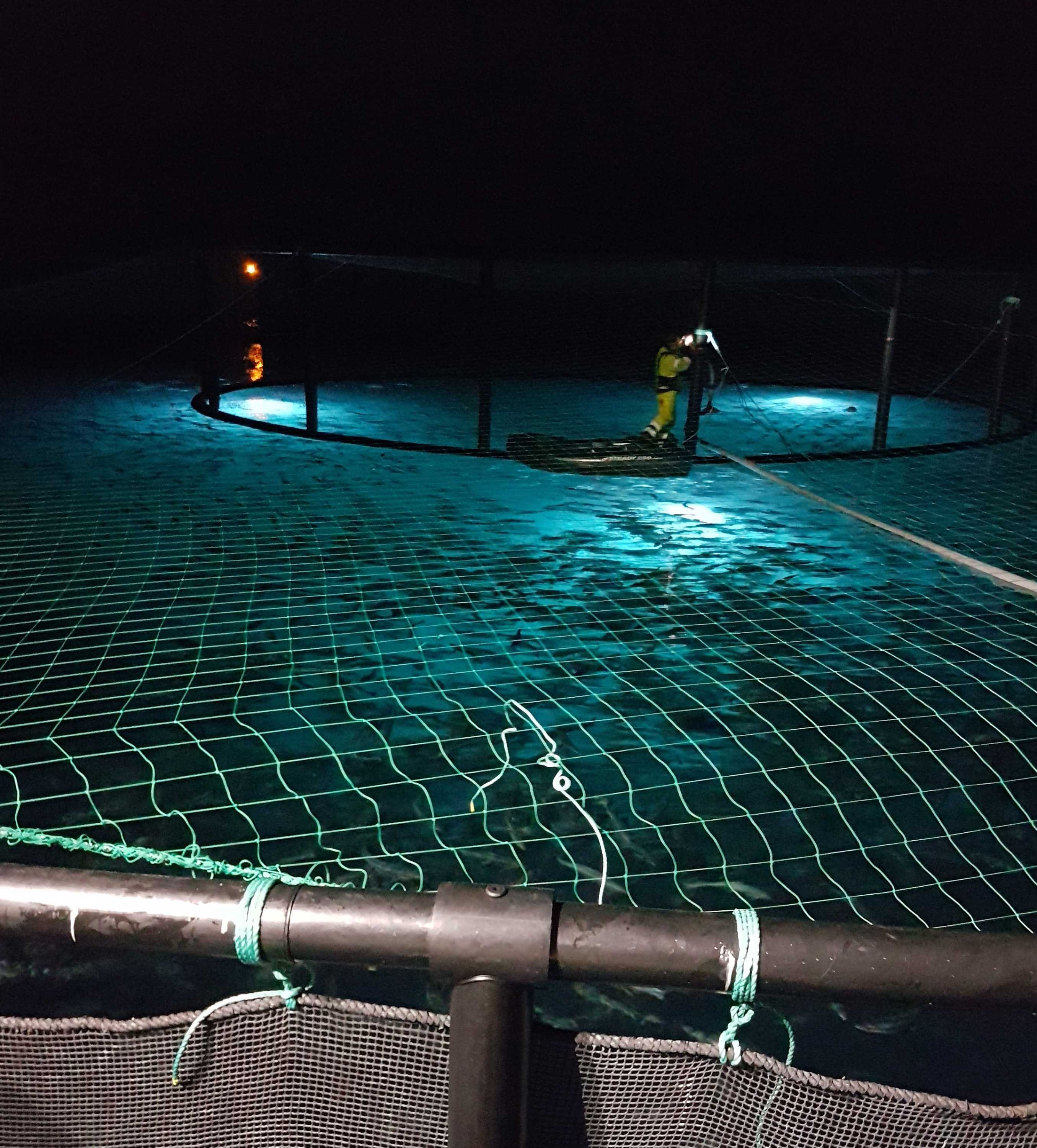 How a business in regional NSW is lighting up the world's salmon ...