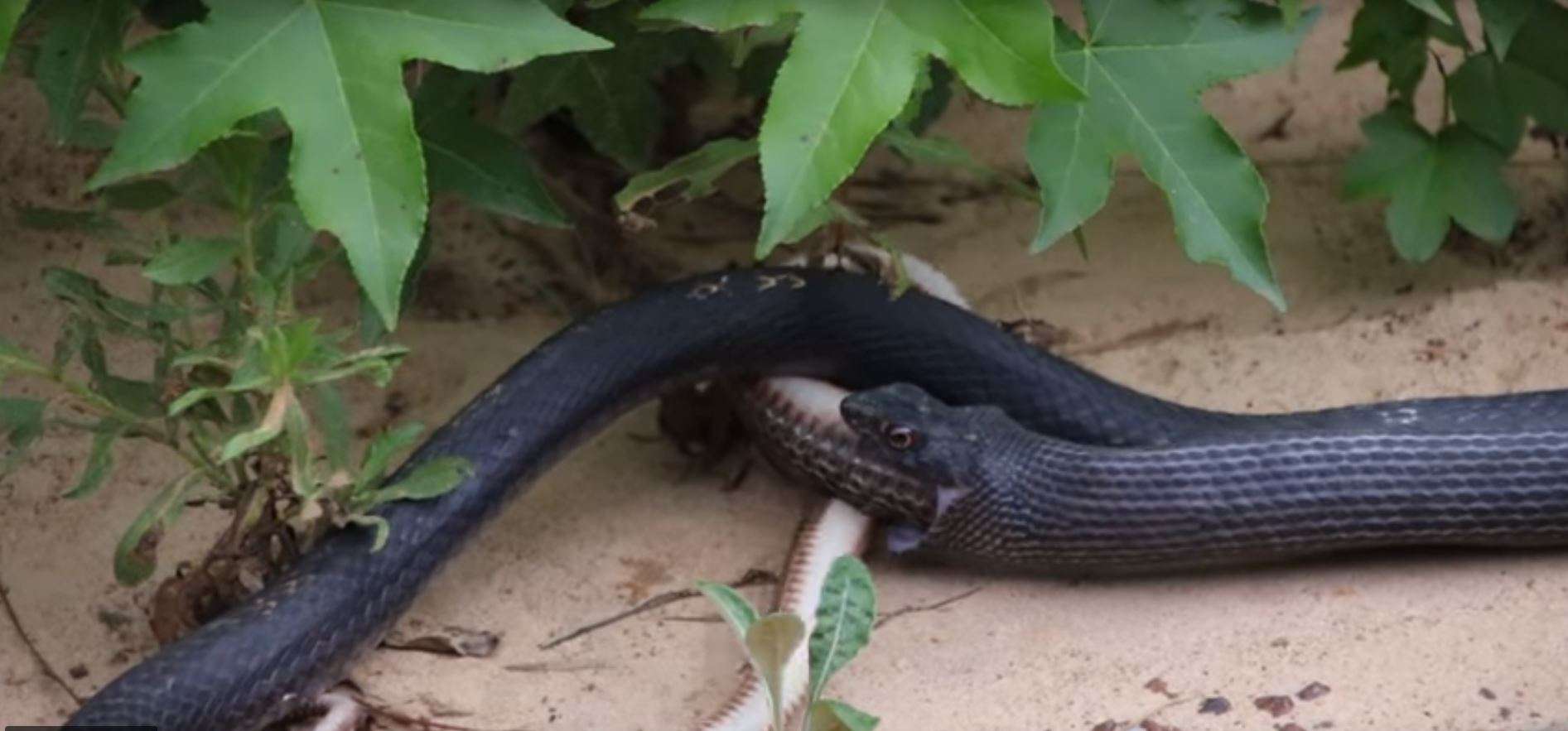Cannibal snake regurgitates another live snake in Texas - ABC News