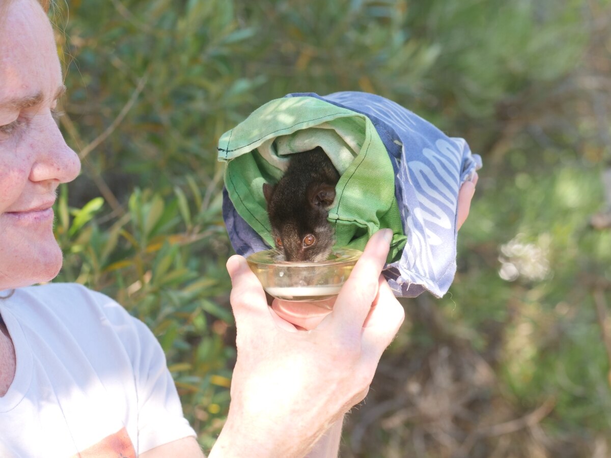 Mum and baby western ringtail possums fall from trees during WA ...