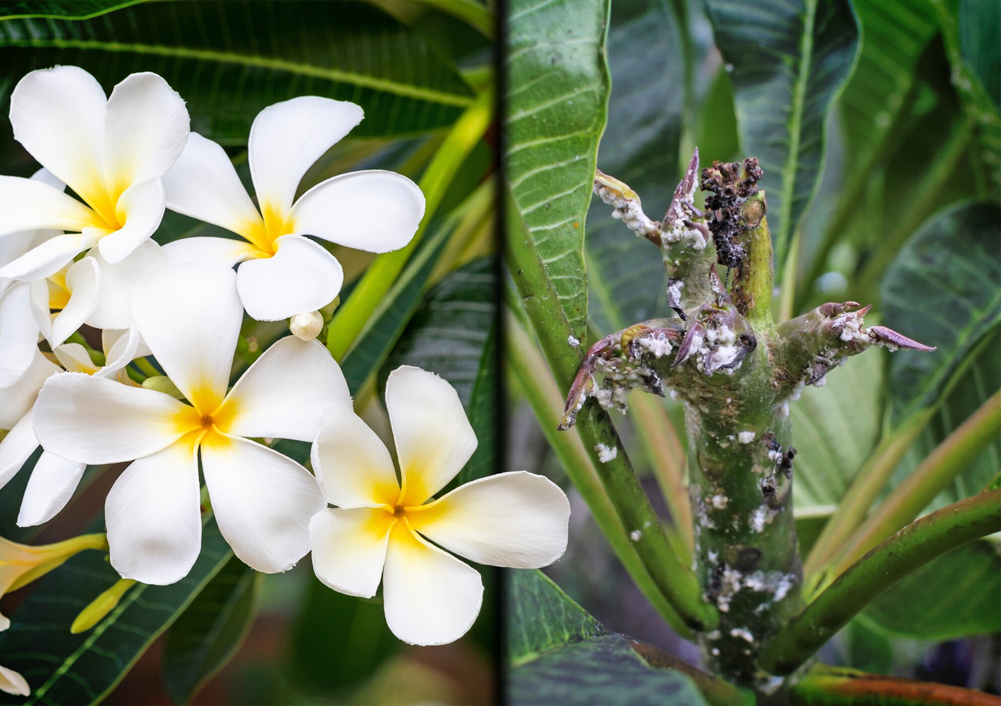 Frangipani trees 'hammered' in Darwin by exotic papaya mealybug. Could ...