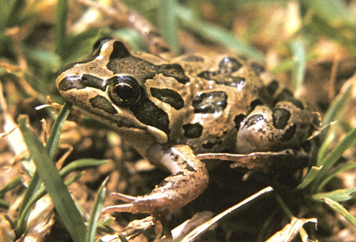 Do frogs have accents? - ABC listen