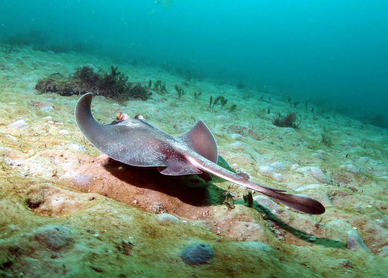 Stingray injuries second only to bluebottles in NSW, prompting warning ...